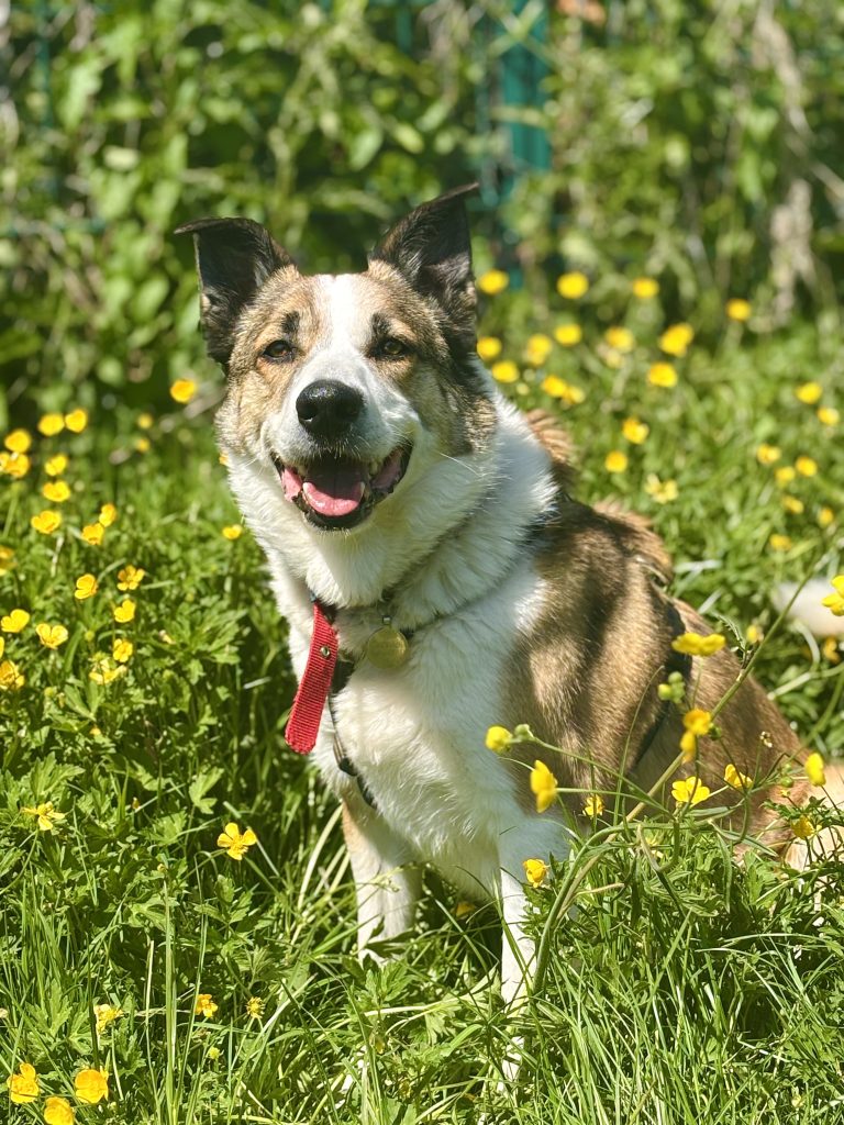 Adopt A Pet - All Creatures Great And Small Animal Sanctuary