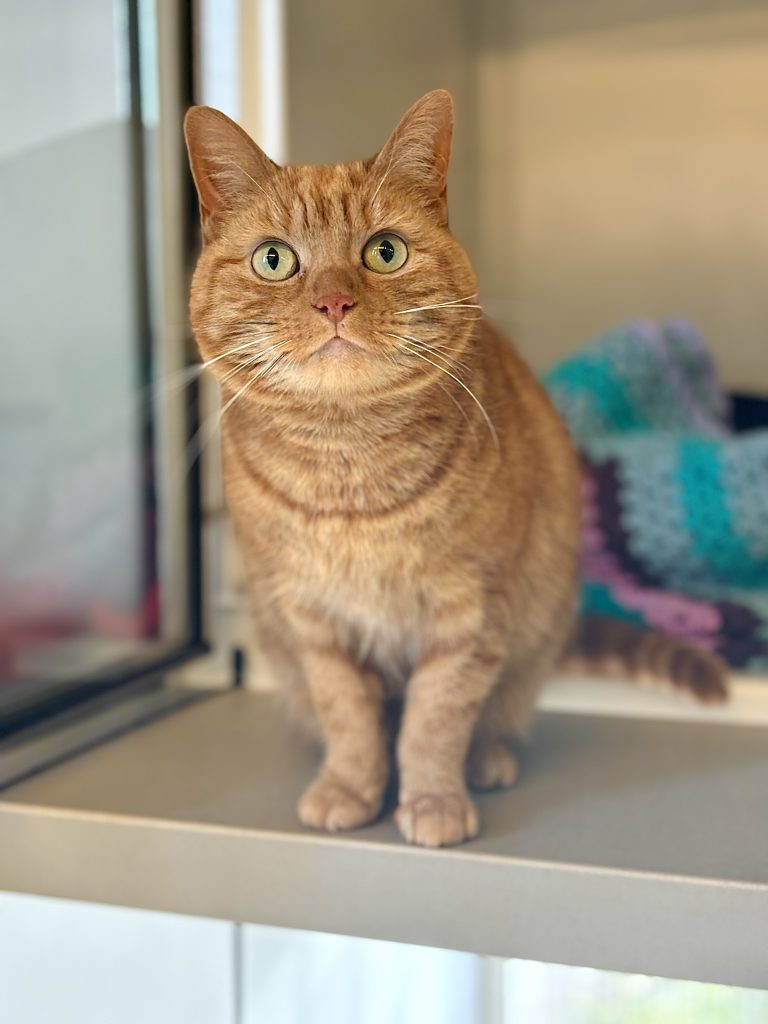 Adopt A Pet - All Creatures Great And Small Animal Sanctuary