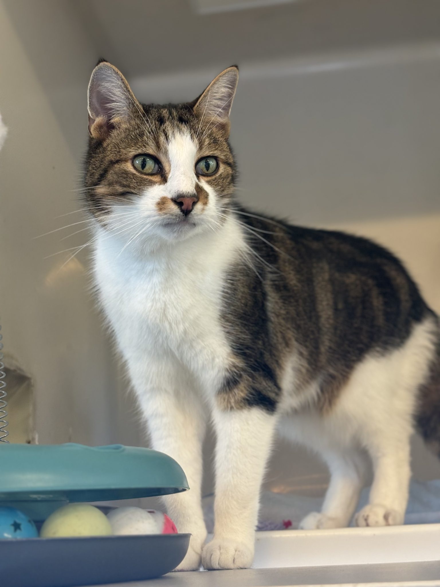 Pets for Adoption - All Creatures Great And Small Animal Sanctuary