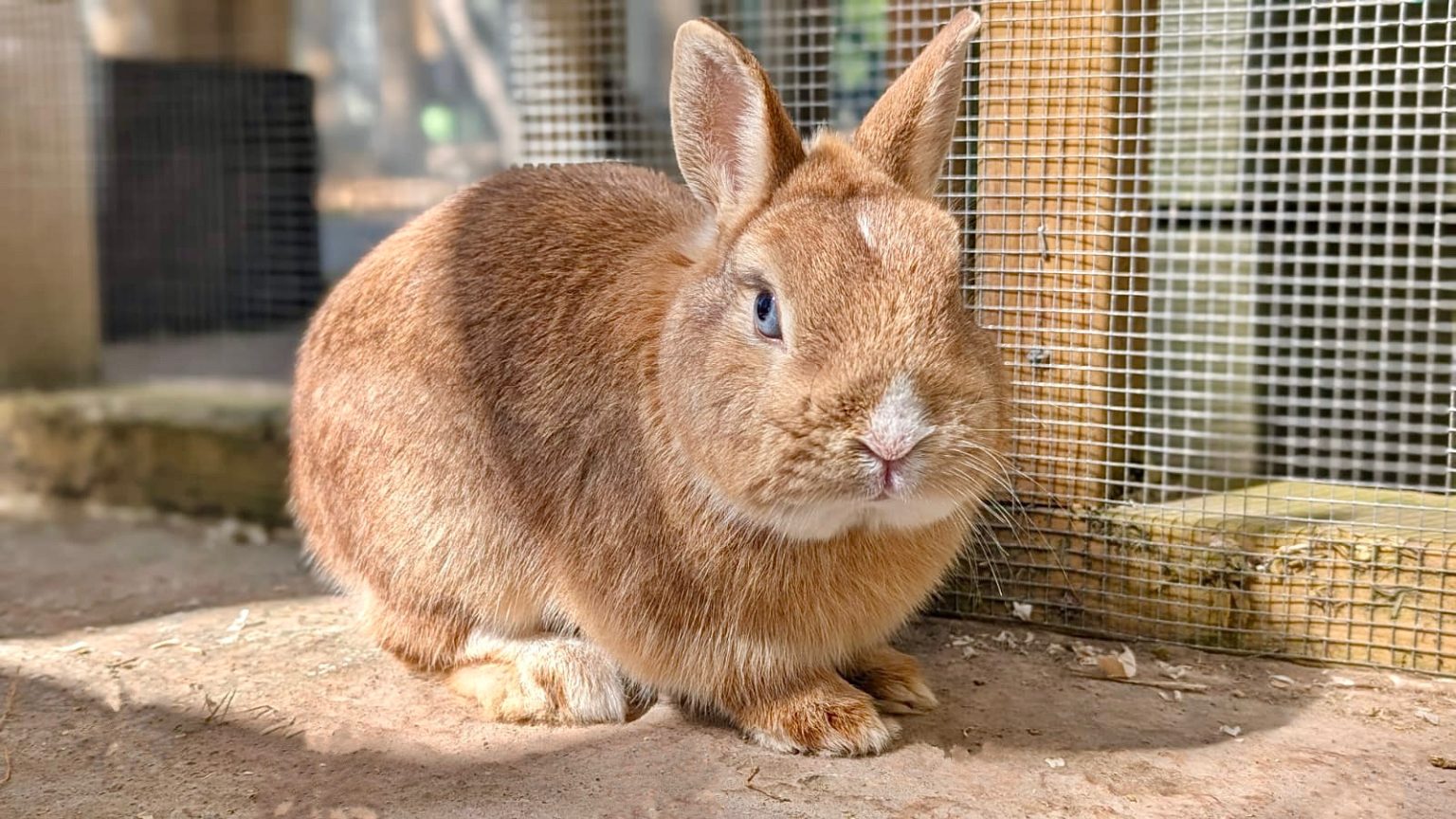 Pets for Adoption - All Creatures Great And Small Animal Sanctuary