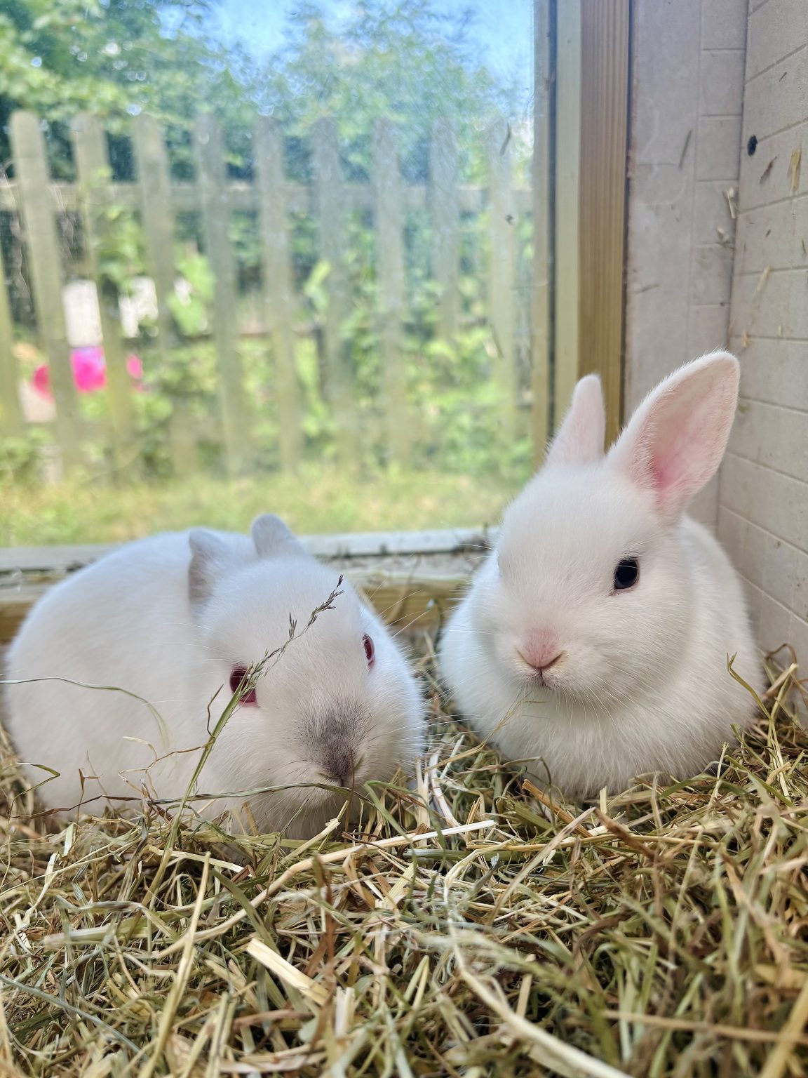 Pets for Adoption - All Creatures Great And Small Animal Sanctuary
