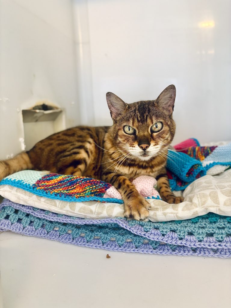 Adopt A Pet - All Creatures Great And Small Animal Sanctuary