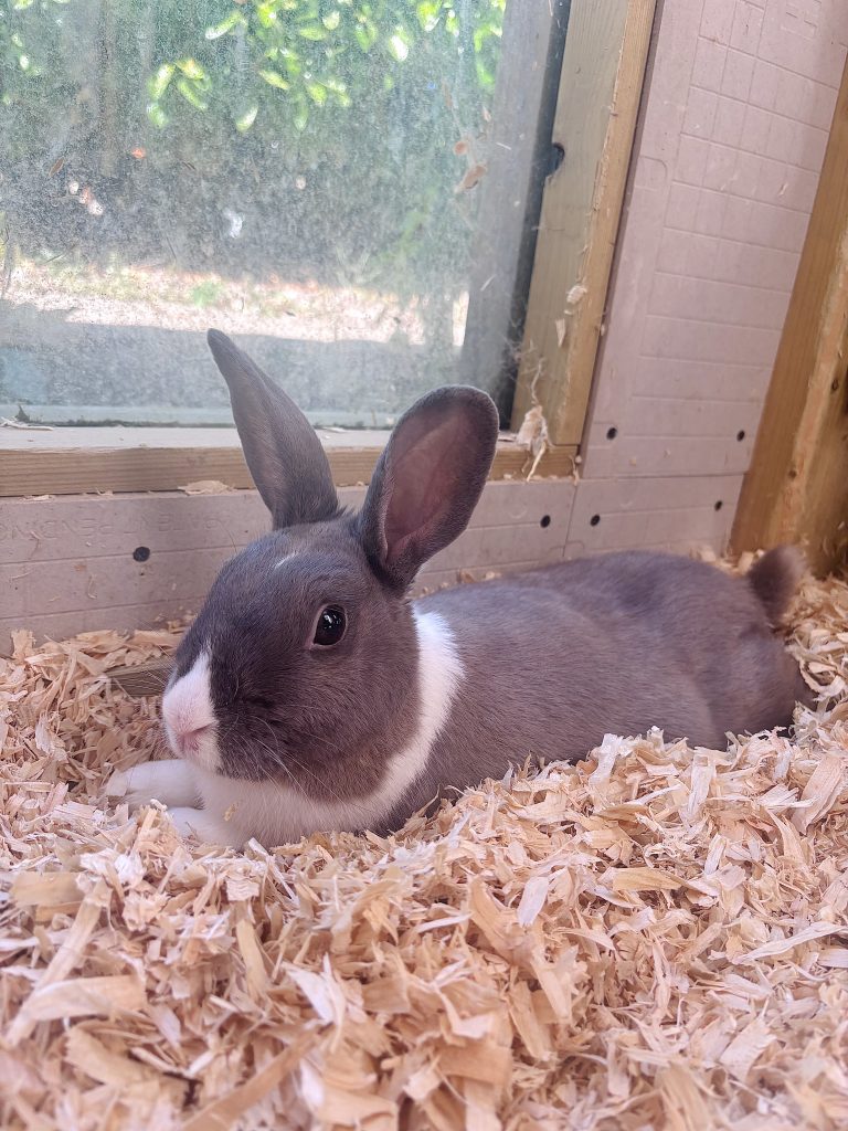 Pets for Adoption - All Creatures Great And Small Animal Sanctuary