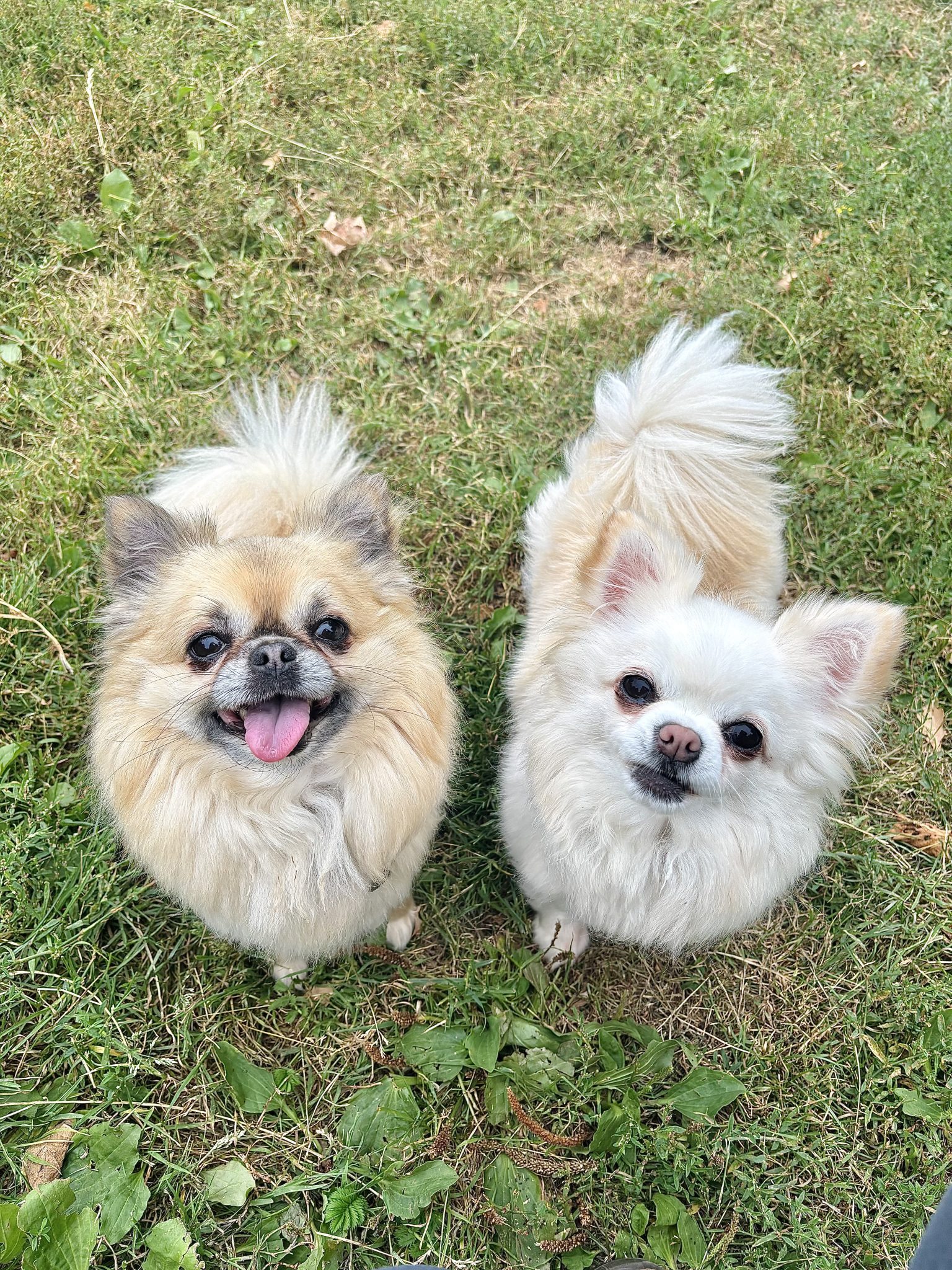 Adopt A Pet - All Creatures Great And Small Animal Sanctuary