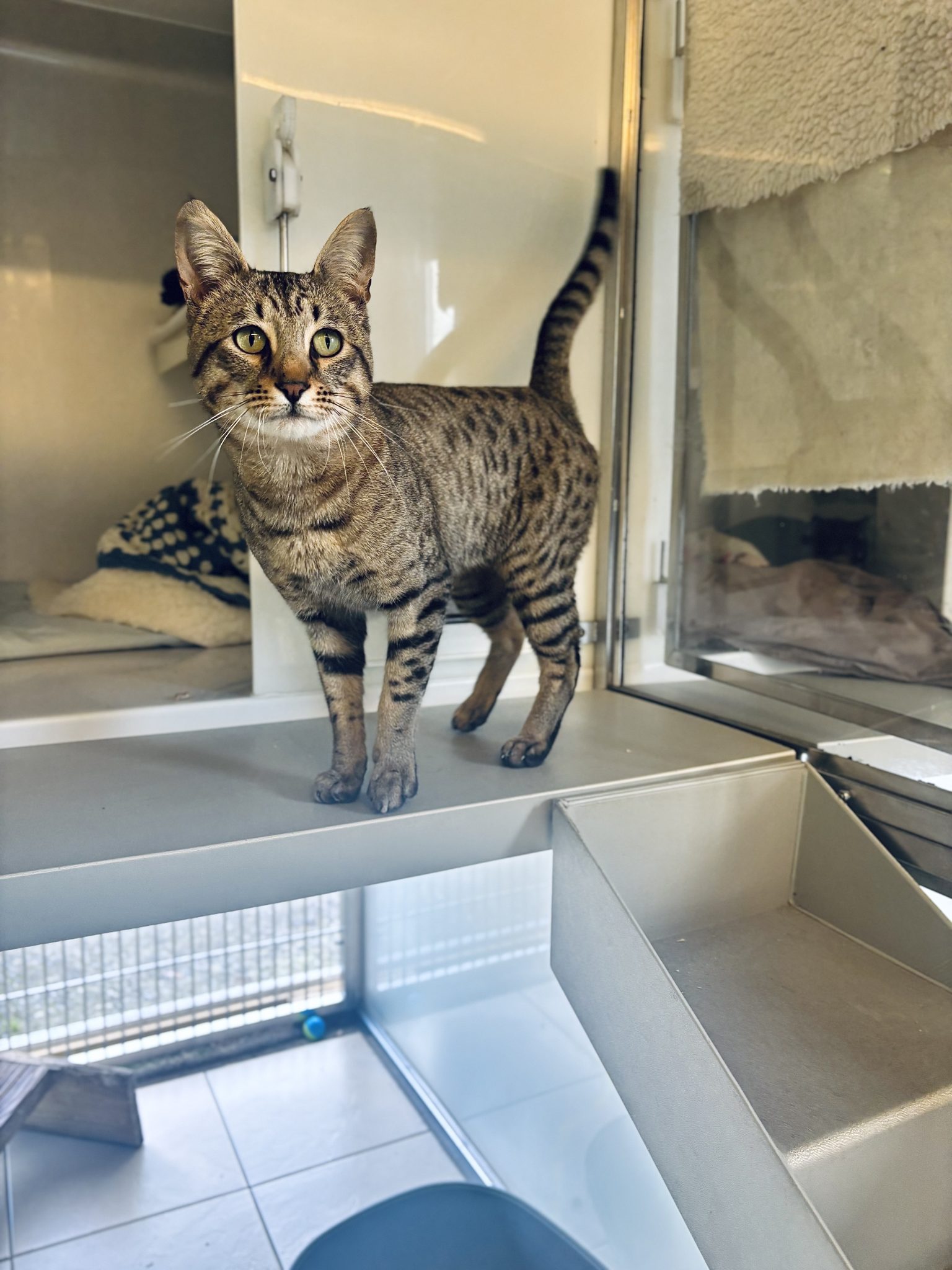 Ferris - All Creatures Great And Small Animal Sanctuary