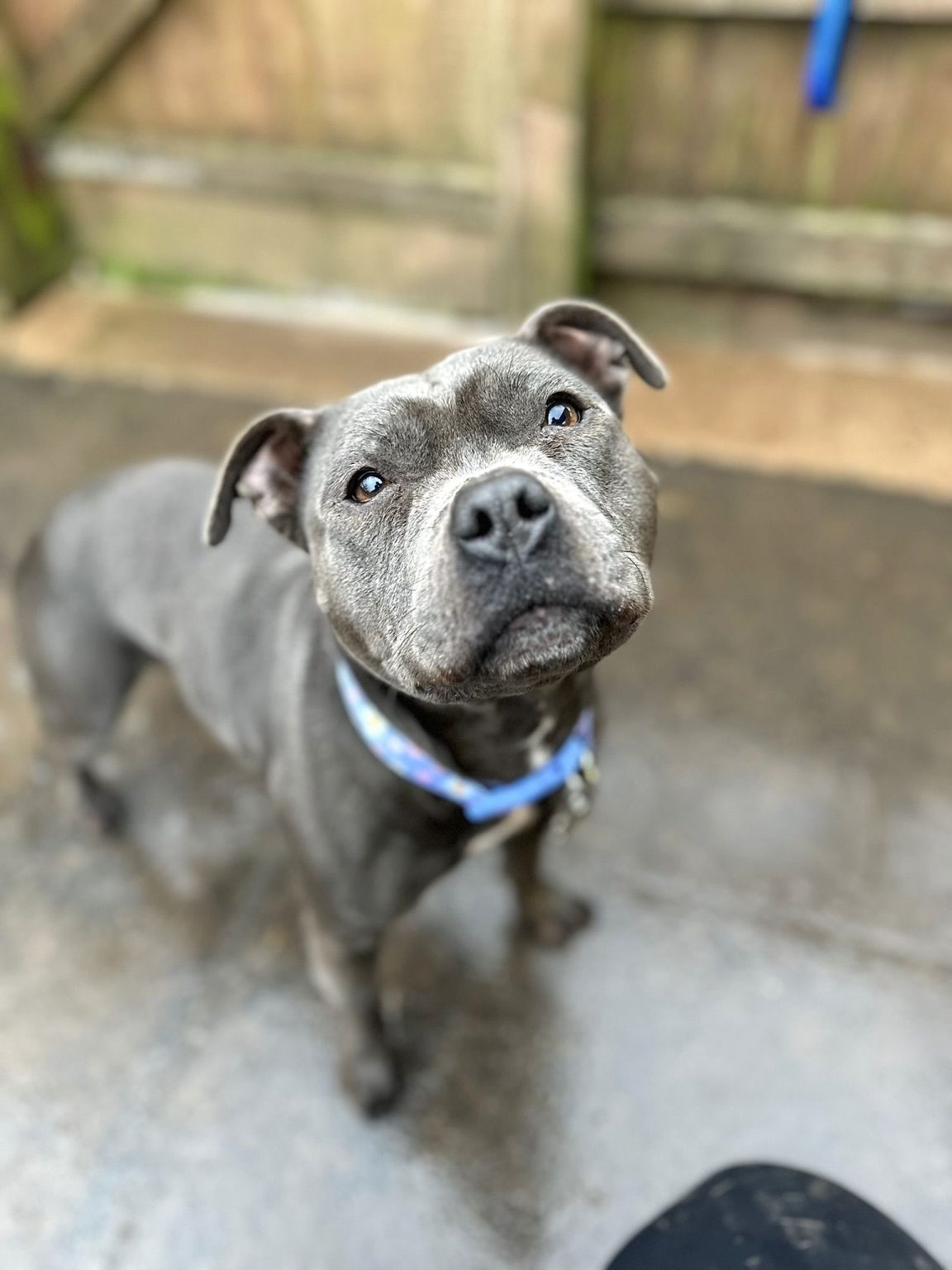 Pets for Adoption - All Creatures Great And Small Animal Sanctuary