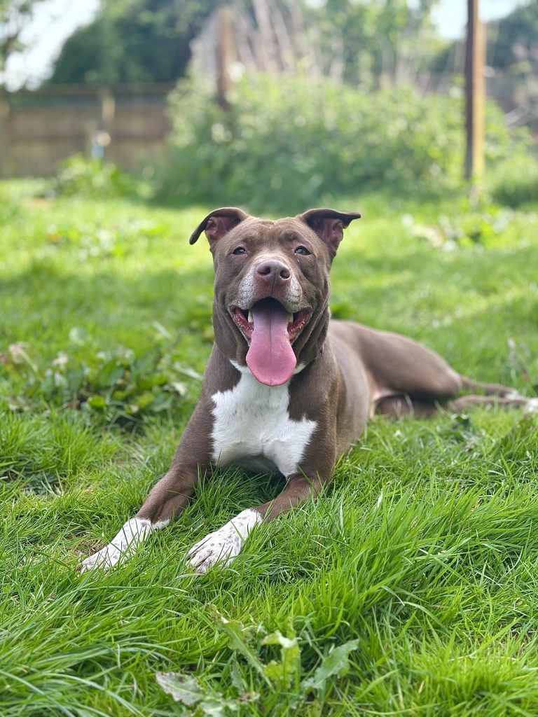 Pets for Adoption - All Creatures Great And Small Animal Sanctuary